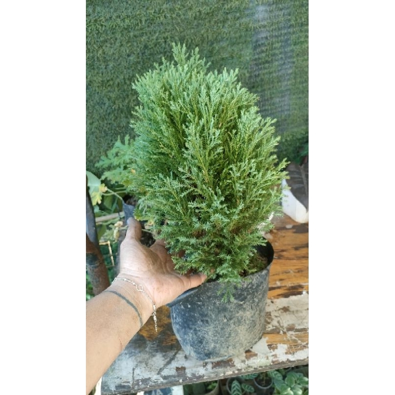 Cypress Fan (live plant) | Shopee Philippines