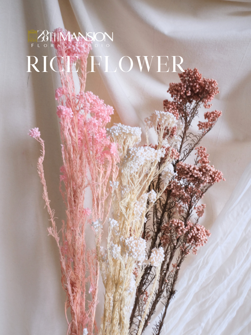 Real Preserved Rice Flower dried flowers decoration arts crafts bouquet ...
