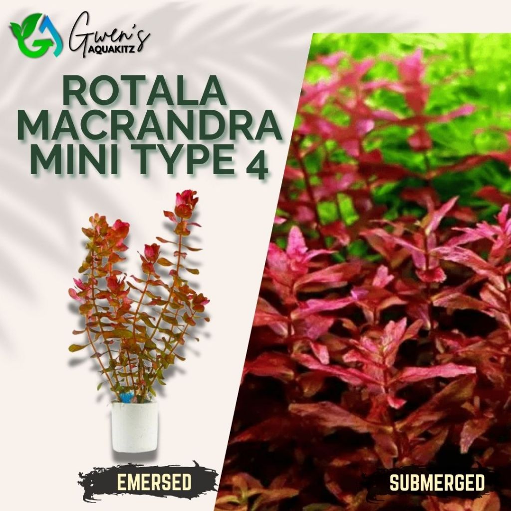 ROTALA MACRANDRA MINI TYPE 4 (sold in 5 stems) by Gwen's Aquakitz ...