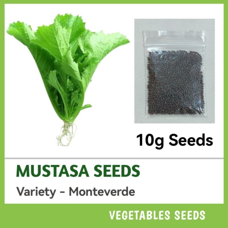 MUSTASA SEEDS - MONTEVERDE Variety - High Quality Vegetable Seeds ...