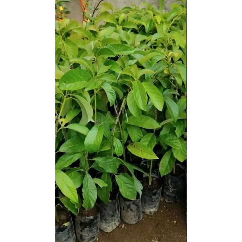 GRAFTED AVOCADO/EVERGREEN/CARDINAL/HASS | Shopee Philippines