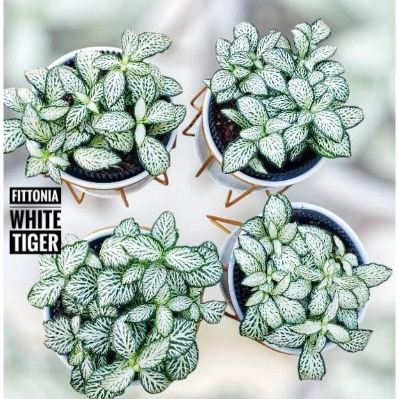 NEW RELEASE WHITE TIGER FITTONIA | Shopee Philippines