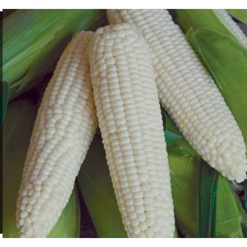 Mais Lagkitan Corn Seeds/ Certified seeds (50 seeds) high germination ...