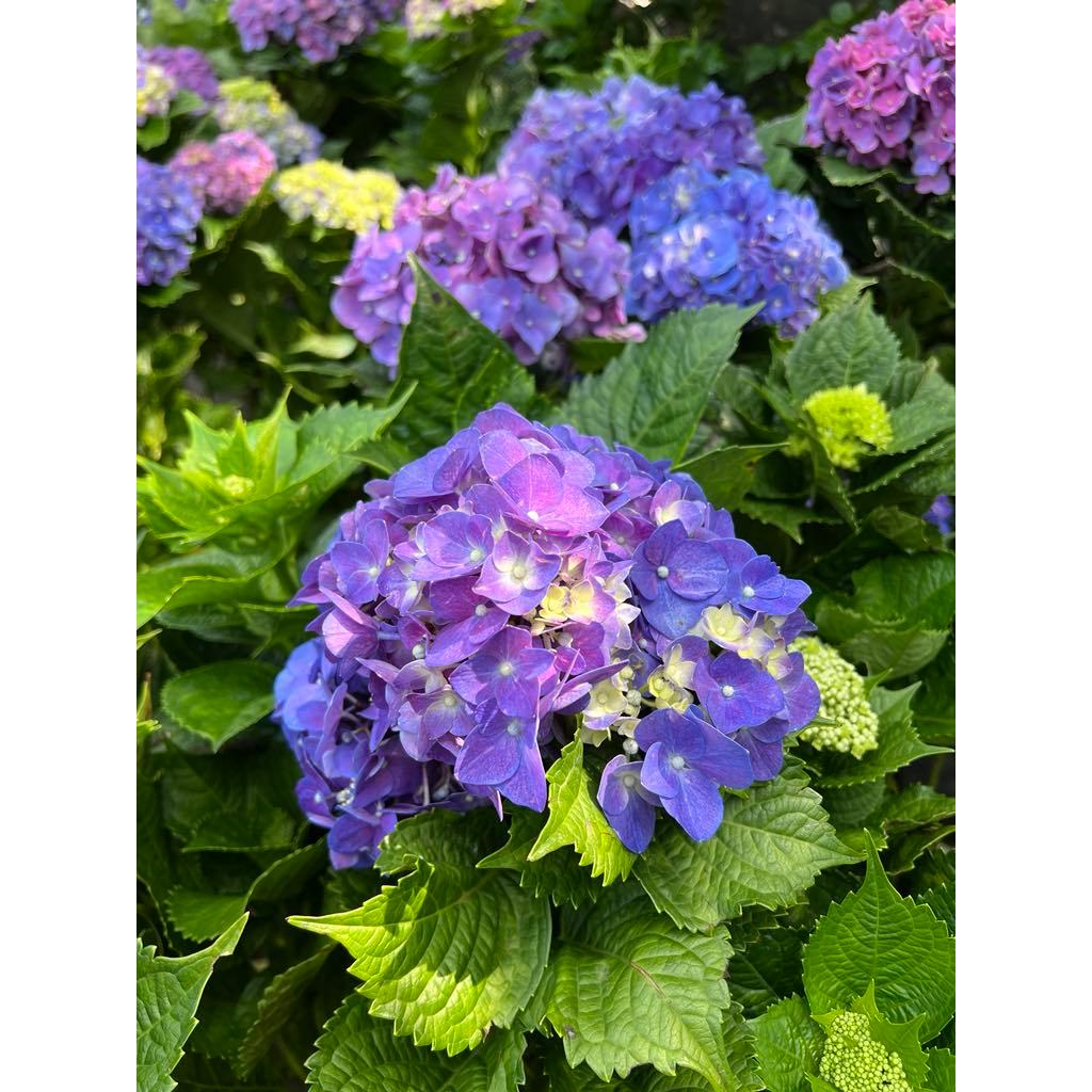Hydrangea 'Million Flowers' Plant with FREE plastic seedling bag and ...