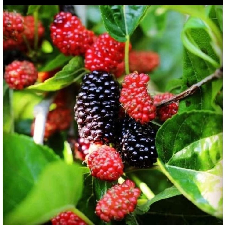 Rare Mulberry Seeds Bonsai Tree Seeds for Planting (100 Seeds ) Edible ...