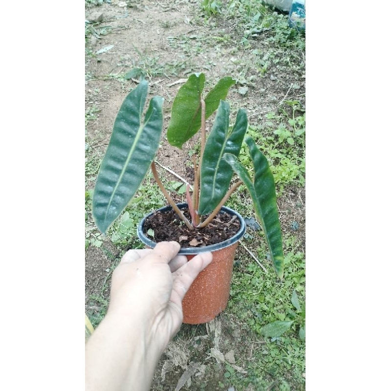 PHILODENDRON BILLIETAE COLLECTION | Shopee Philippines