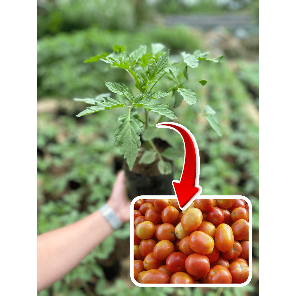 Kamatis / Tomato Live Plant with FREE plastic seedling bag and garden ...