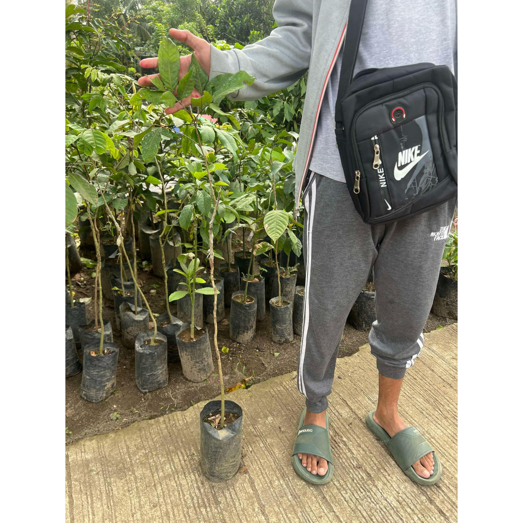 𝐑𝐚𝐦𝐛𝐮𝐭𝐚𝐧 𝐏𝐥𝐚𝐧𝐭 𝐰𝐢𝐭𝐡 𝐅𝐑𝐄𝐄 𝐩𝐥𝐚𝐬𝐭𝐢𝐜 𝐬𝐞𝐞𝐝𝐥𝐢𝐧𝐠 𝐛𝐚𝐠 𝐚𝐧𝐝 𝐠𝐚𝐫𝐝𝐞𝐧 𝐬𝐨𝐢𝐥 | Shopee ...