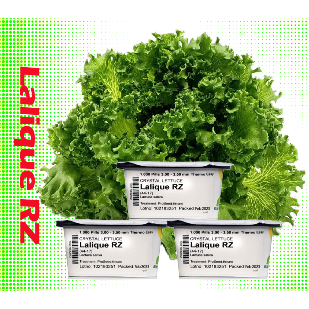 LALIQUE Seeds 1 TUB / 1000 seeds Crystal Lettuce BY RZ Rijk Zwaan PLUS ...