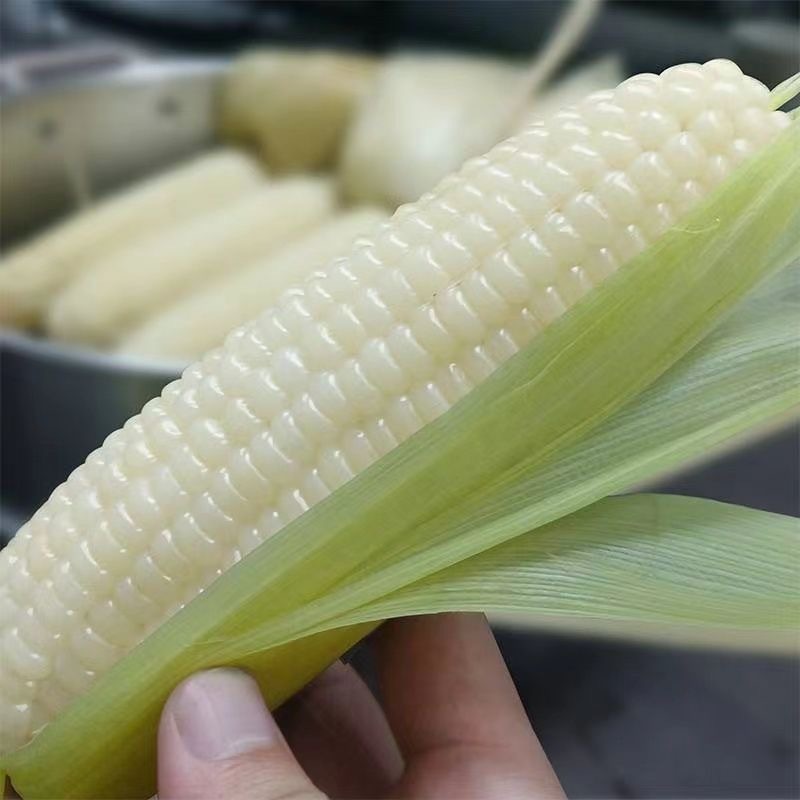 Sweet Glutinous White Corn Seeds - (20seeds) WHITE LAGKITAN CORN/Waxy ...