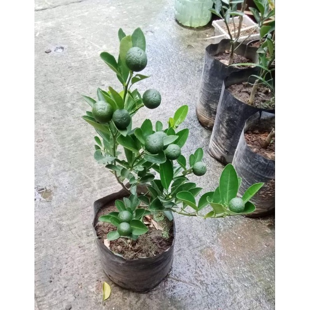 𝐂𝐚𝐥𝐚𝐦𝐚𝐧𝐬𝐢 𝐏𝐥𝐚𝐧𝐭 𝐰𝐢𝐭𝐡 𝐅𝐑𝐄𝐄 𝐩𝐥𝐚𝐬𝐭𝐢𝐜 𝐬𝐞𝐞𝐝𝐥𝐢𝐧𝐠 𝐛𝐚𝐠 𝐚𝐧𝐝 𝐠𝐚𝐫𝐝𝐞𝐧 𝐬𝐨𝐢𝐥 | Shopee ...