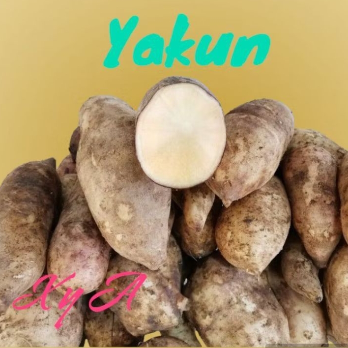 Yakun/Peruvian apple gourd yacon herbal remedies | Shopee Philippines