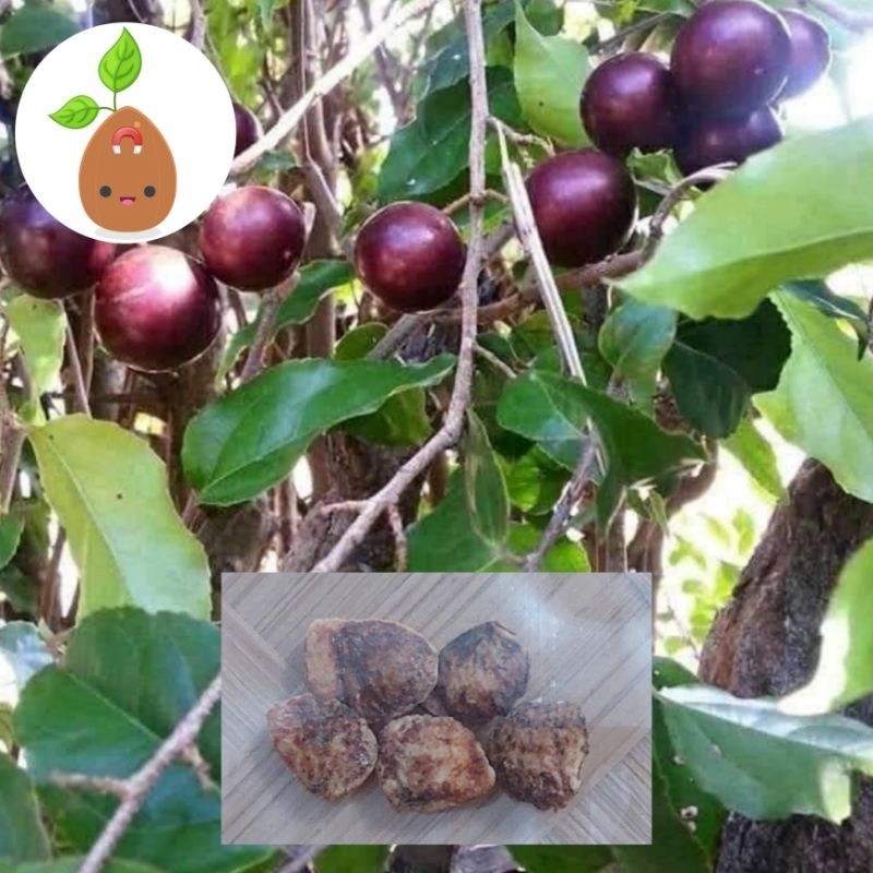 Kalumpit (Rare Fruit) Governor's Plum 5 Seeds Per Pack | Shopee Philippines