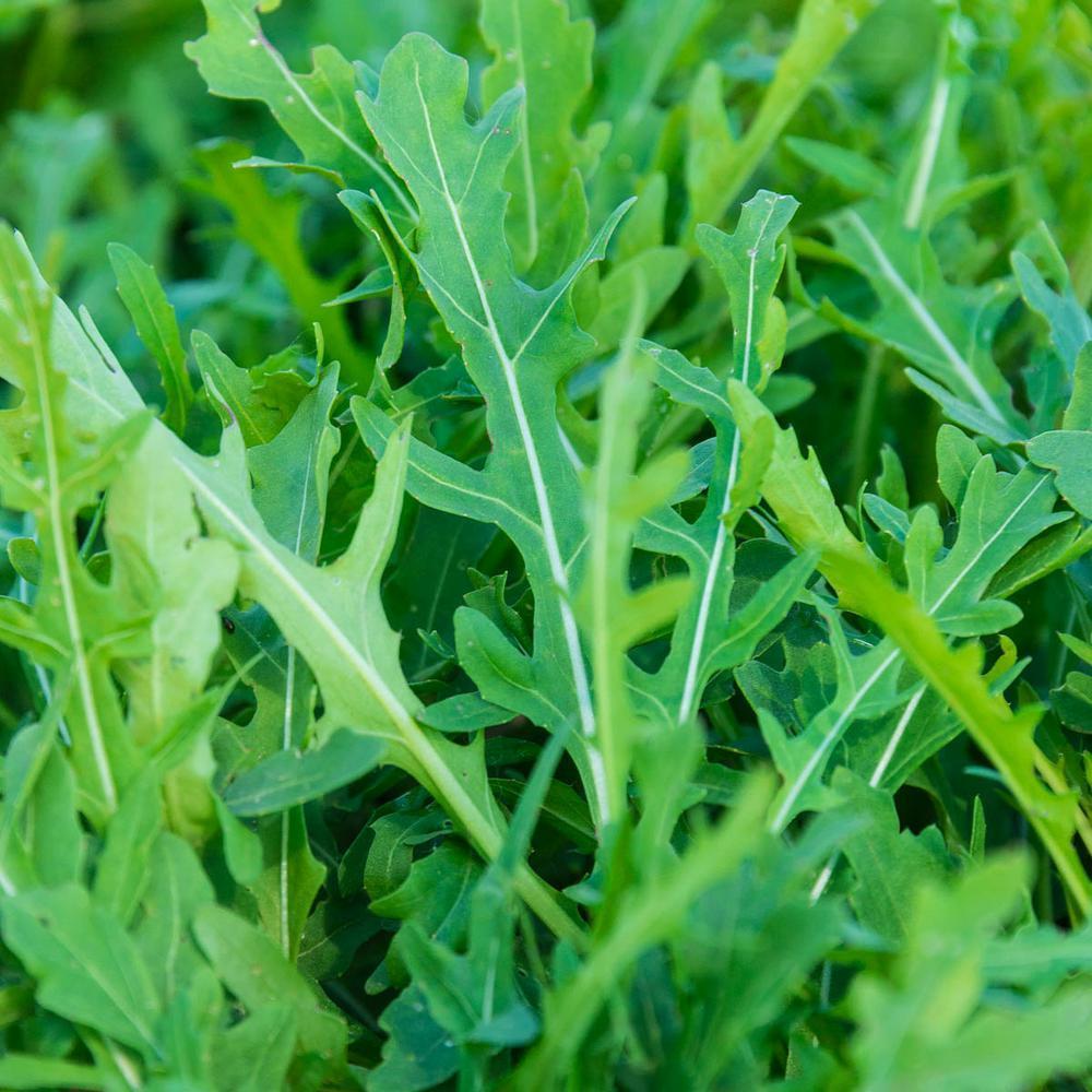 (400 SEEDS) ROCKET ARUGULA SEEDS/ROCQUETTE/HIGH YIELDING/FOR PLANTING ...