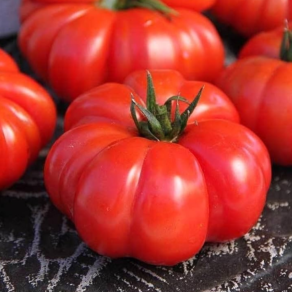 Giant Soldacki Tomato Seeds Rare Tomato Seeds Heirloom Tomato Seeds ...
