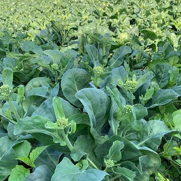 (300Seed) CHINESE BROCCOLI / Easy to grow / KALE Kailaan / Chinese Kale ...