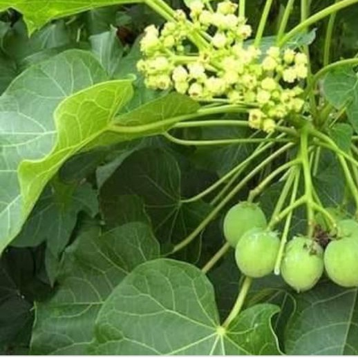 TALANTANGAN / Castol oil plant/ TUBA-TUBA | Shopee Philippines