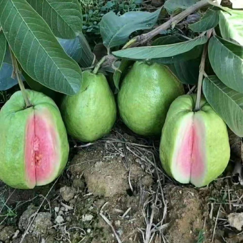 (30Seed) Guava Seeds for Planting-Tropical Fruits Seeds / Organic Guava ...