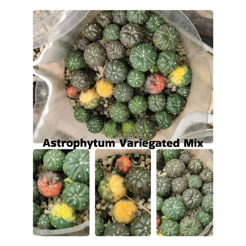 Astrophytum Variegated Mix seedlings | Shopee Philippines