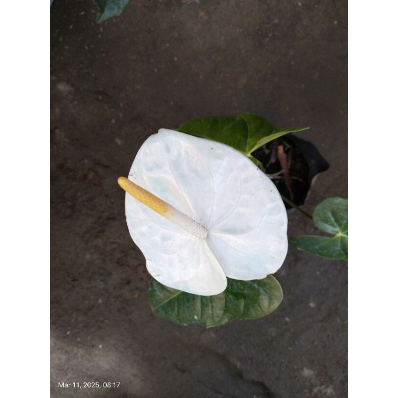 White Flowers Anthurium/Acropolis | Shopee Philippines
