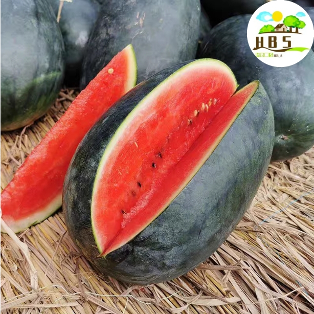 Giant Black Beauty Watermelon Seeds for Planting-Sweet Watermelon Fruit ...