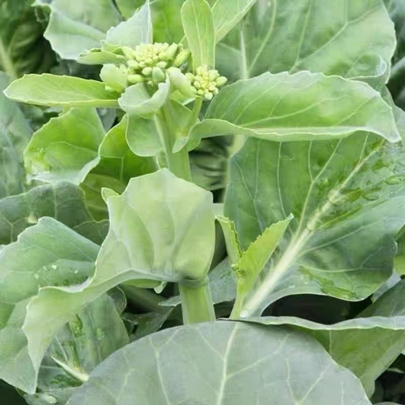 100%CHINESE BROCCOLI SEEDS / KALE (300 seeds) - Kailaan / Chinese Kale ...