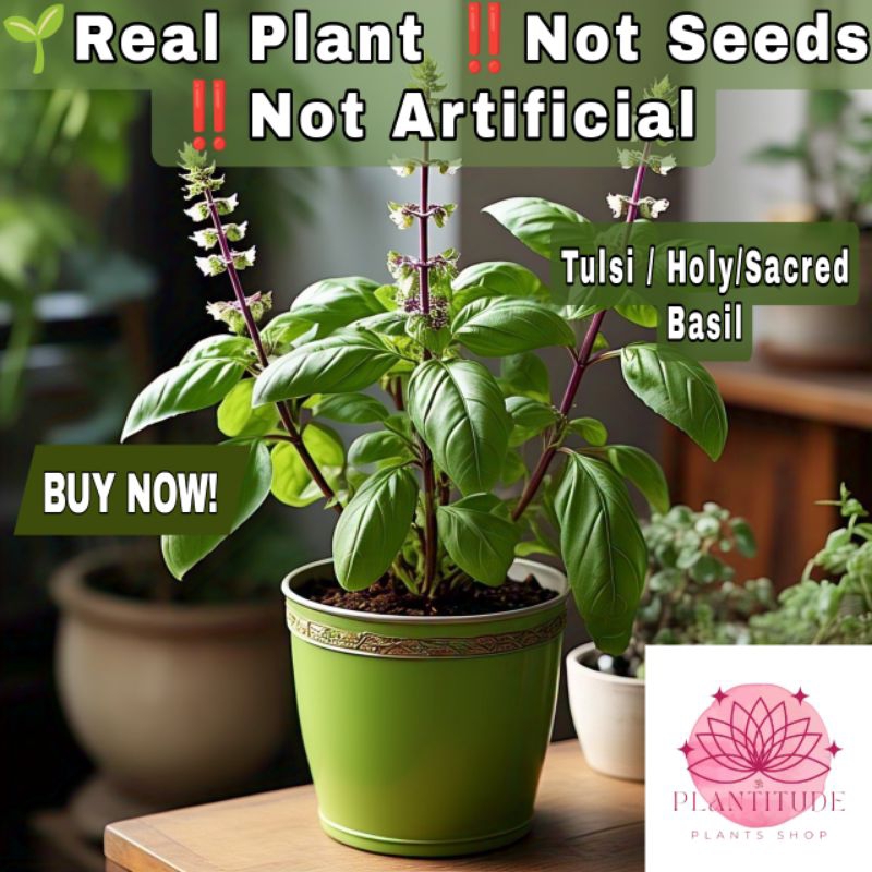 Tulsi Basil Holy Basil Sacred Basil Plants Seedling Premium Quality ...