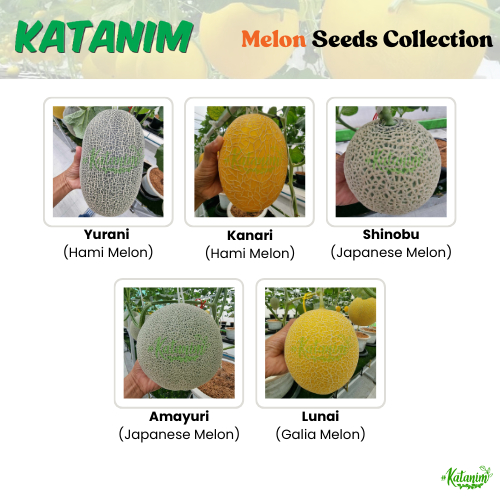 Melon Seeds Collection by Katanim | Hydroponics Japanese Melon, Hami ...