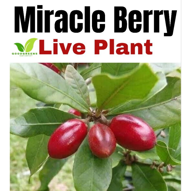 Miracle Berry Magic Berry Seeds/Seedling | Miracle Berry Seedling ...