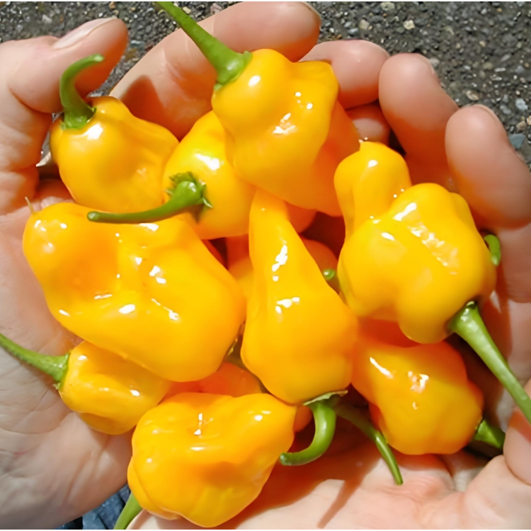 Rainbow Spicy Indian Devil Chili Pepper Seeds ( 50 Seeds ) - Basic Farm House | Shopee Philippines