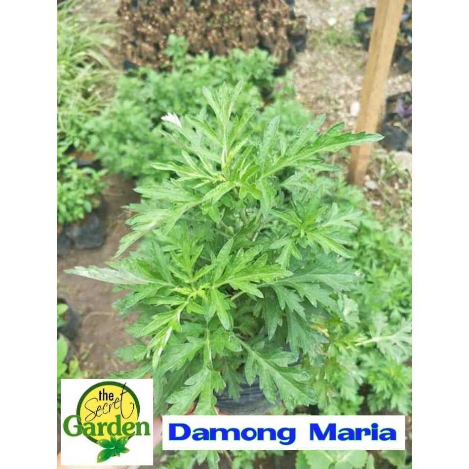 Buy 1 Take 1 DAMONG MARIA PLANT (NOT Seeds) with FREE garden soil. Real ...