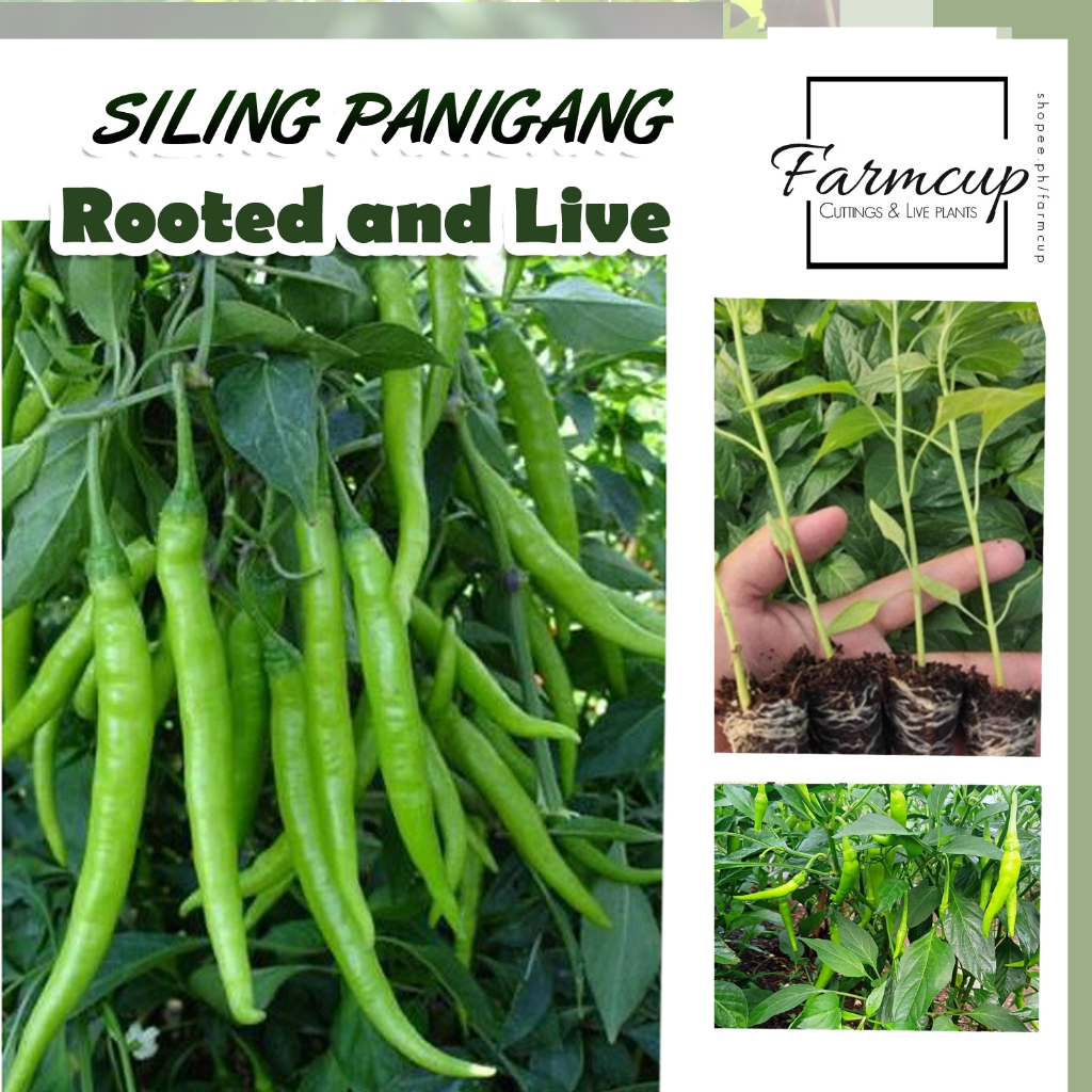 SILING PANIGANG 12pcs (siling haba) Seedlings | Shopee Philippines