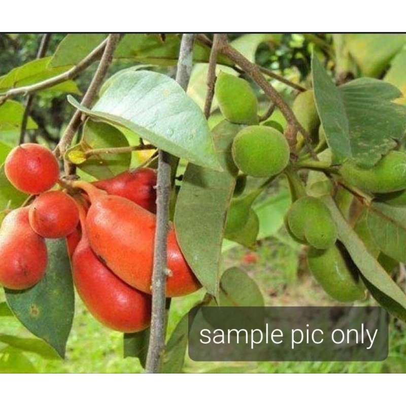 Susong Kalabaw plant (Live) | Shopee Philippines