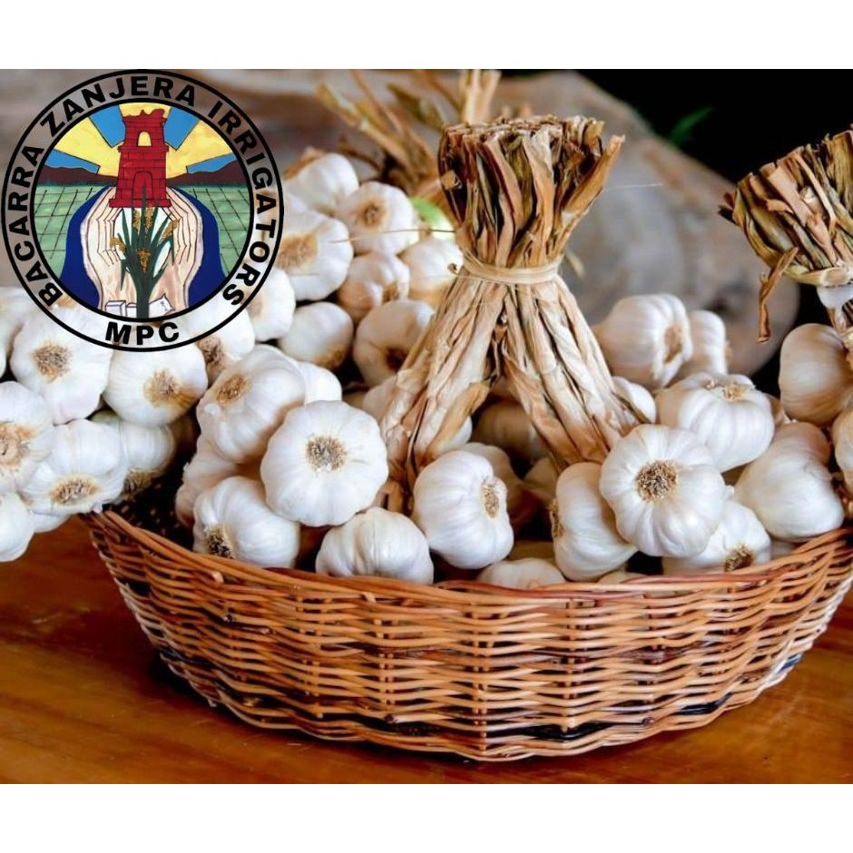 Ilocos Norte Native Garlic Braided 1kg | Shopee Philippines