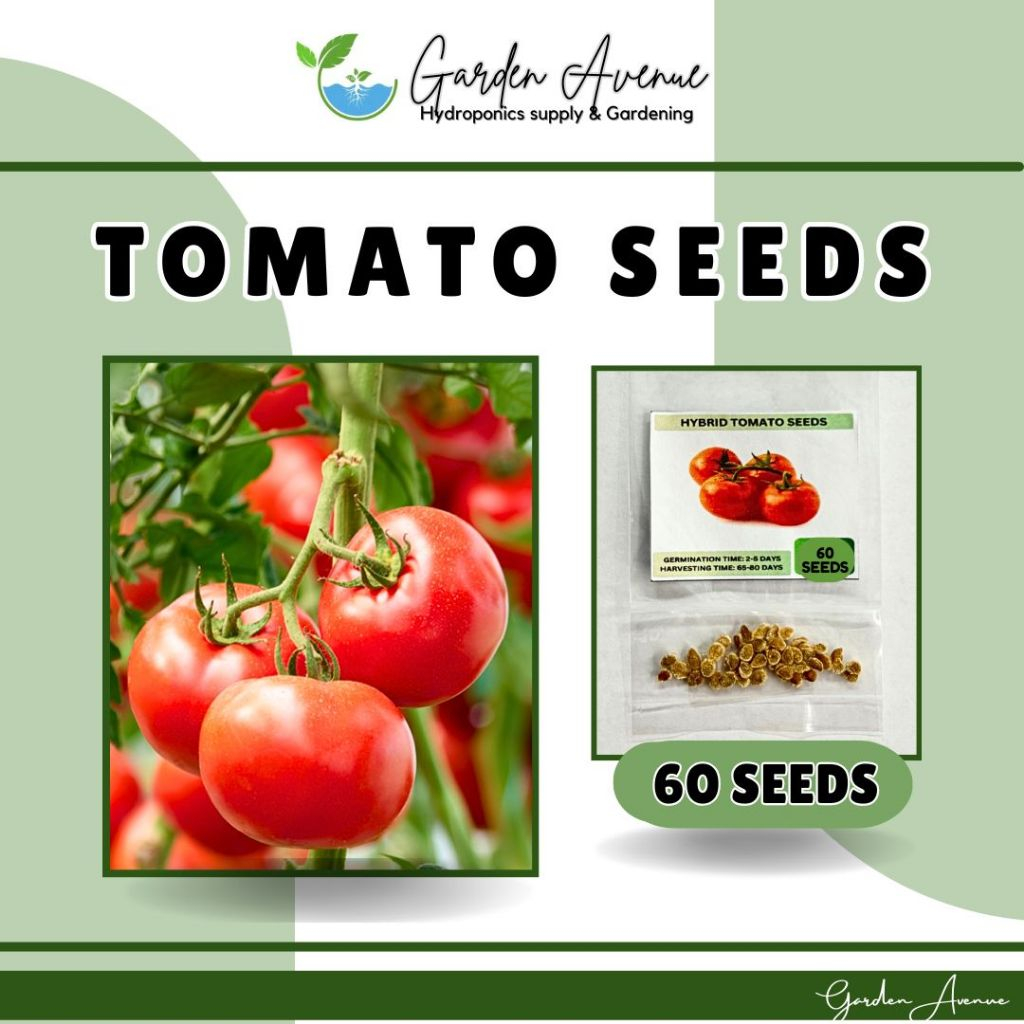 HYBRID TOMATO SEEDS (60 SEEDS) - SUPER ROPE/HIGH YIELD | Shopee Philippines