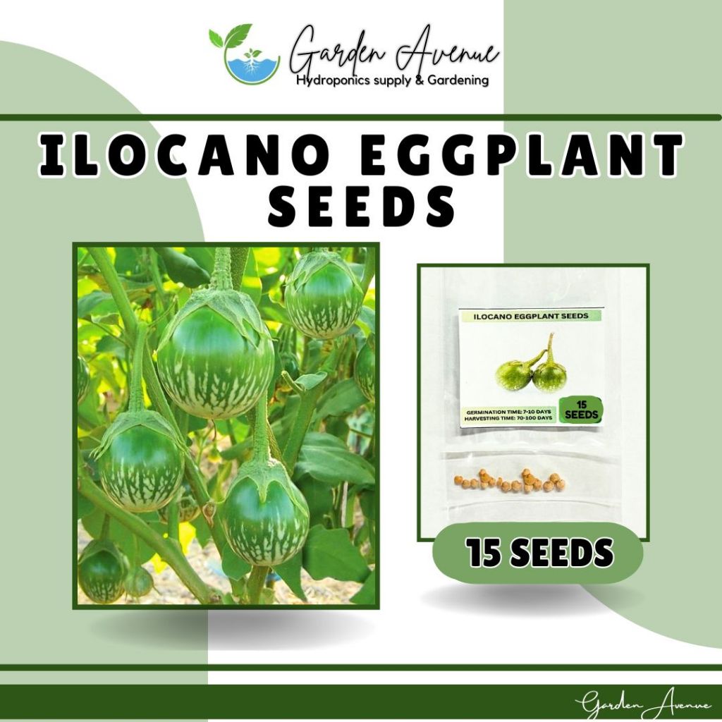 SULIT PACK! ILOCANO EGGPLANT SEEDS (15 SEEDS) - BILOG/ROUND GREEN/EASY ...