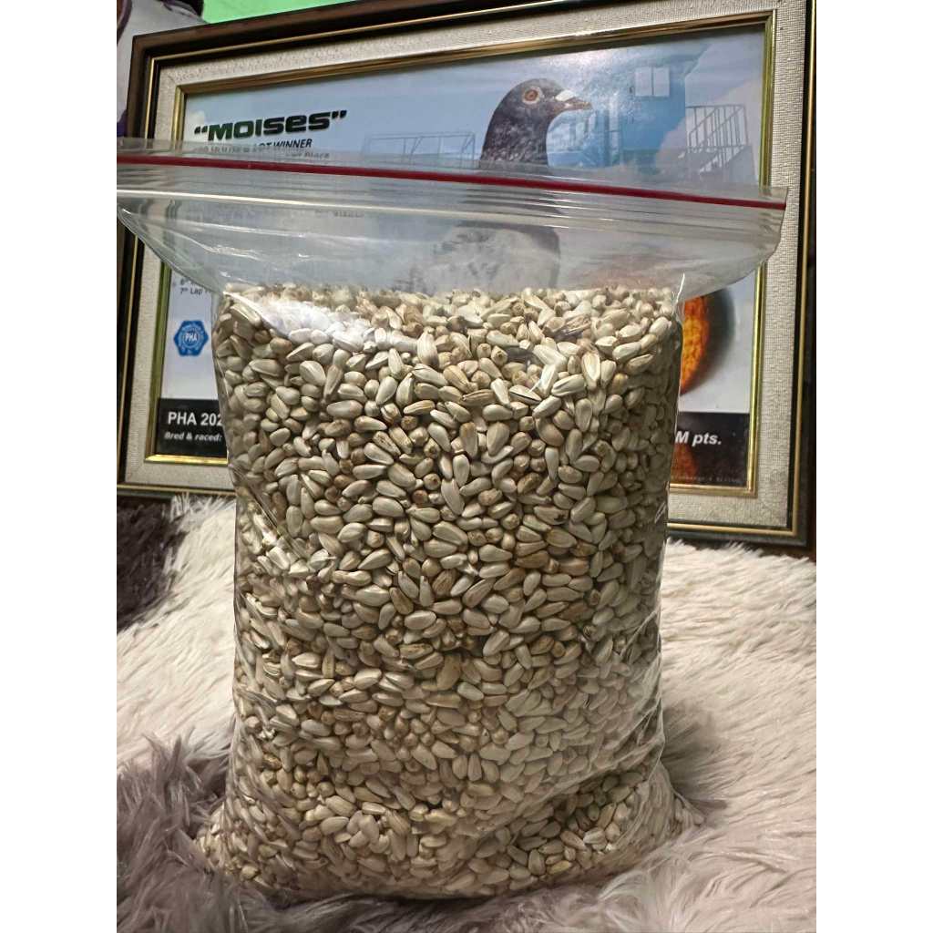 Saff Flower Seeds 1Kg for racig pigeons,parrot and lovebirds | Shopee ...