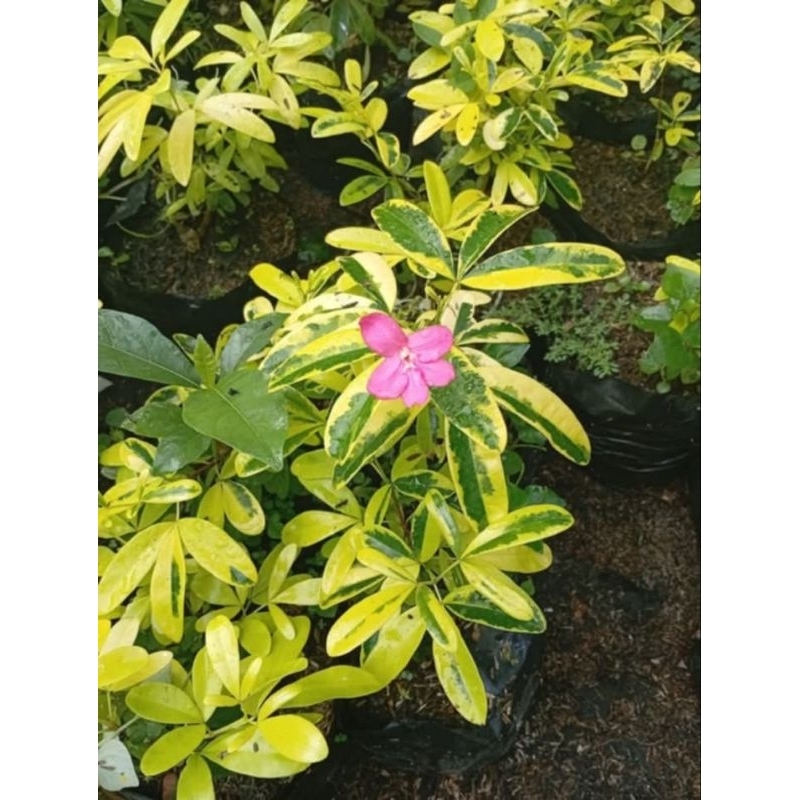 LAVINIA FLOWERING PLANT( ROOTED) | Shopee Philippines