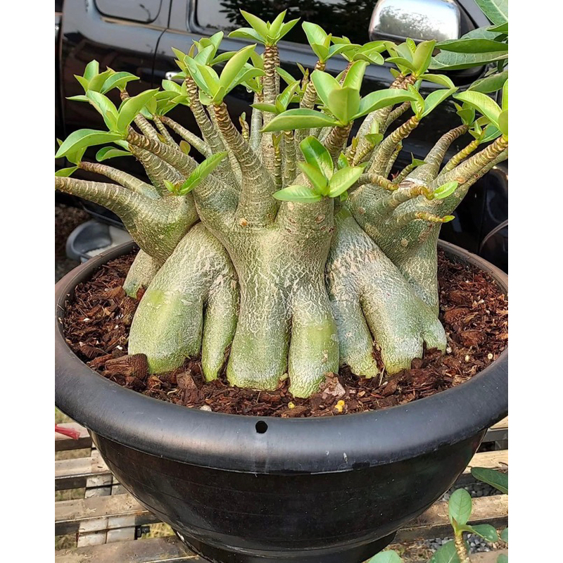SUPER RARE ARABICUM ROOT TRAINED | Shopee Philippines