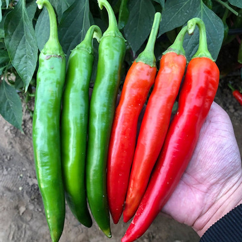 (100seeds/pack)Fresh Organic Red Chili Seeds for Planting - High Yield ...