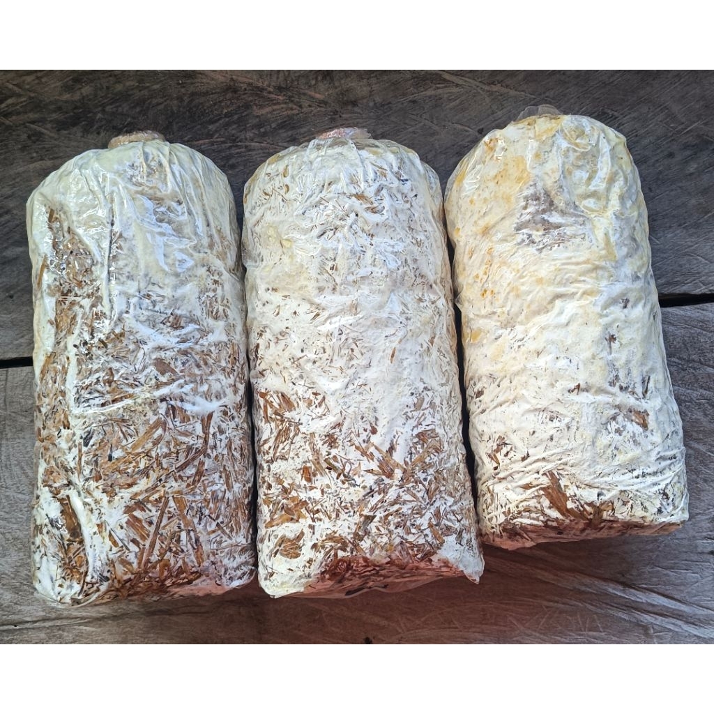 Mushroom bags. Set of 10 Bohol Mushroom fruiting bags, white oyster ...
