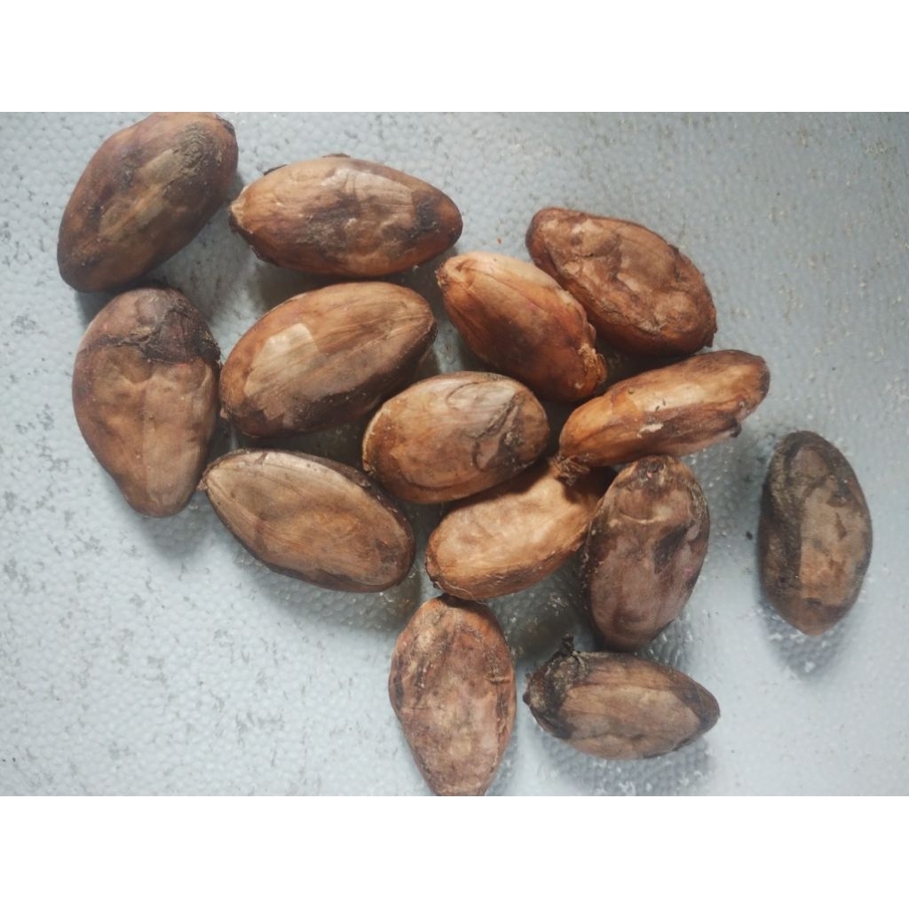CACAO SEEDS FOR PLANTING(P35.00/10pcs) | Shopee Philippines