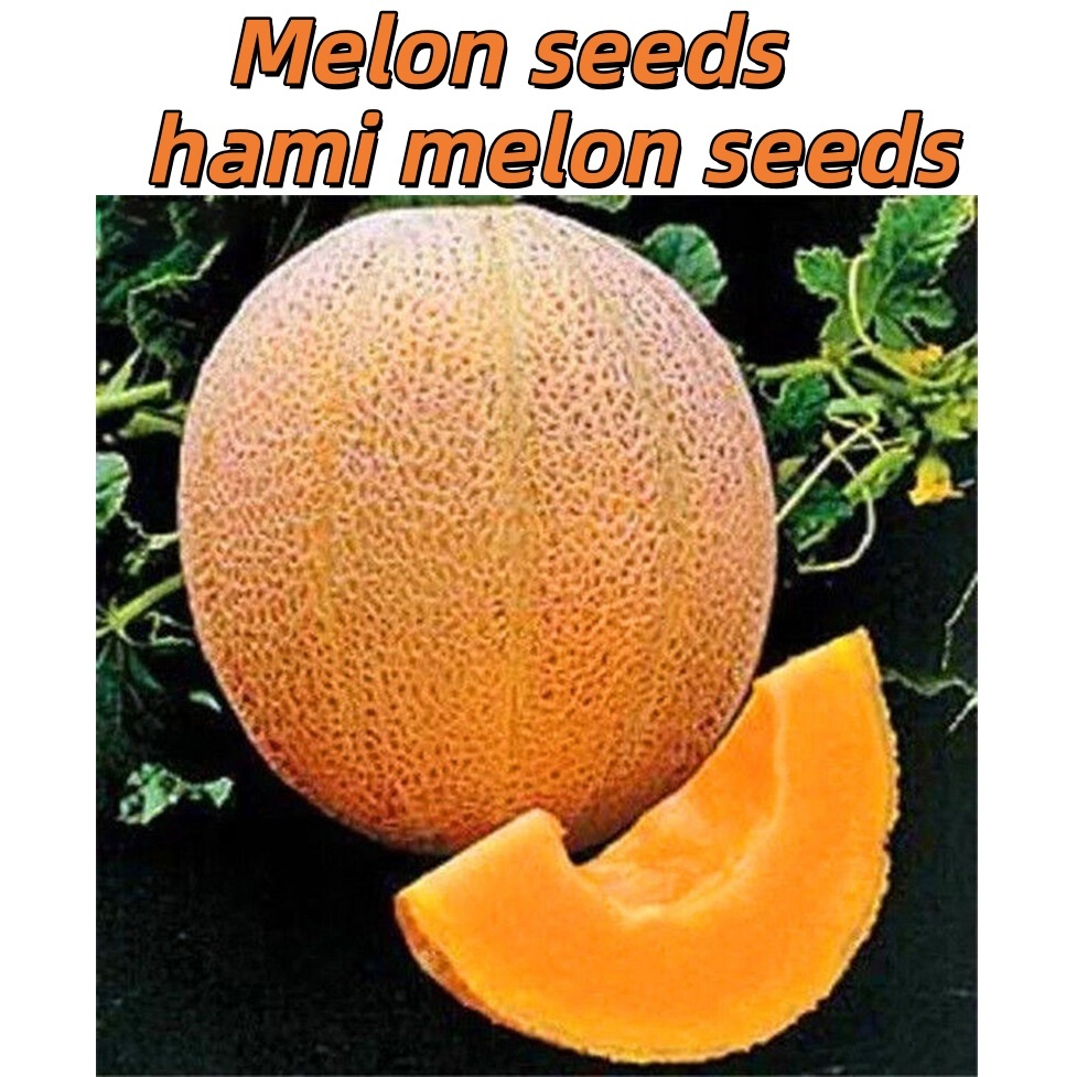 10pcs Hami Melon Seeds - Fruit Seeds for Planting - Hami Melon Seeds ...