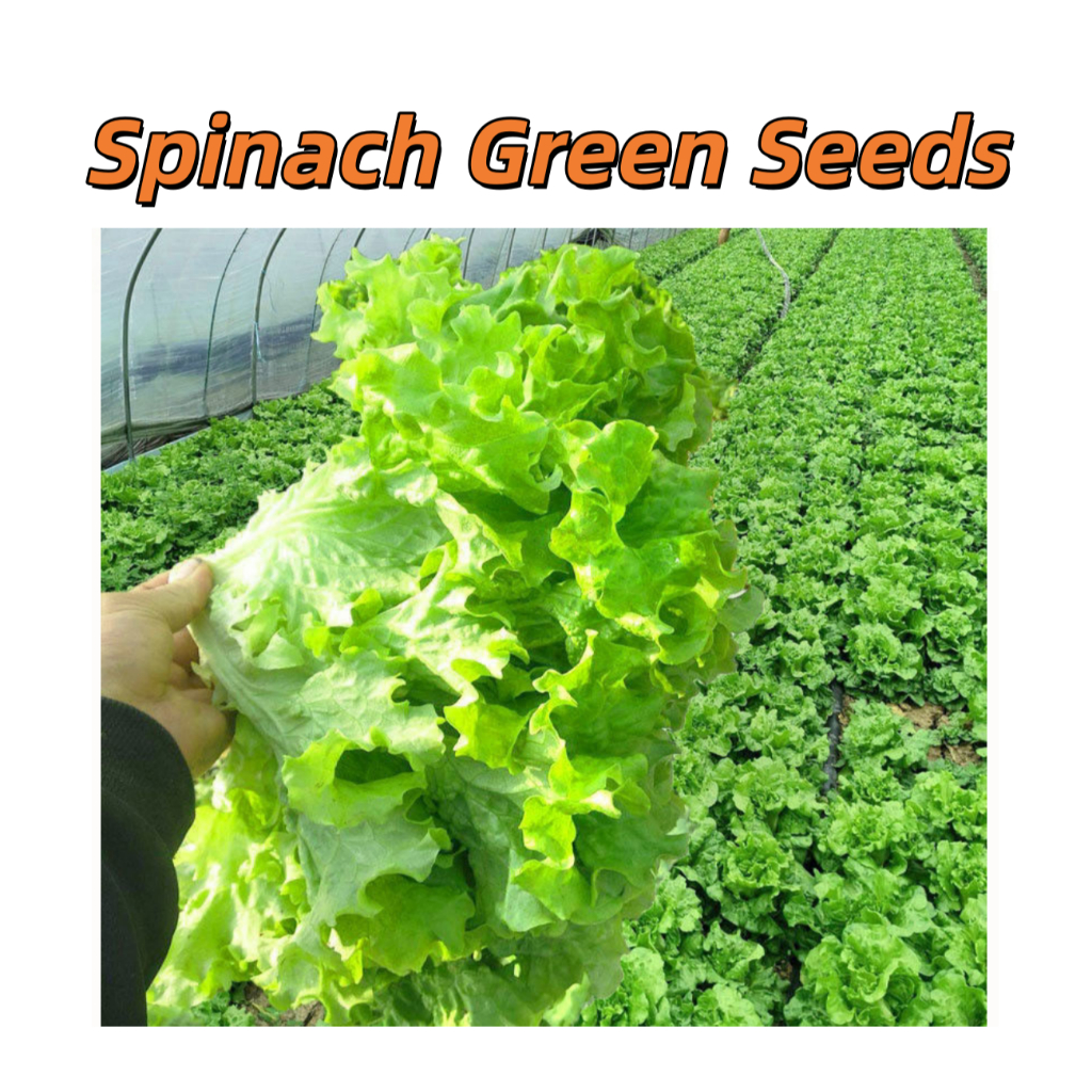 Olmetie RZ Green Batavia Lettuce by RIJK ZWAAN (50, 100 & 200 pelleted ...