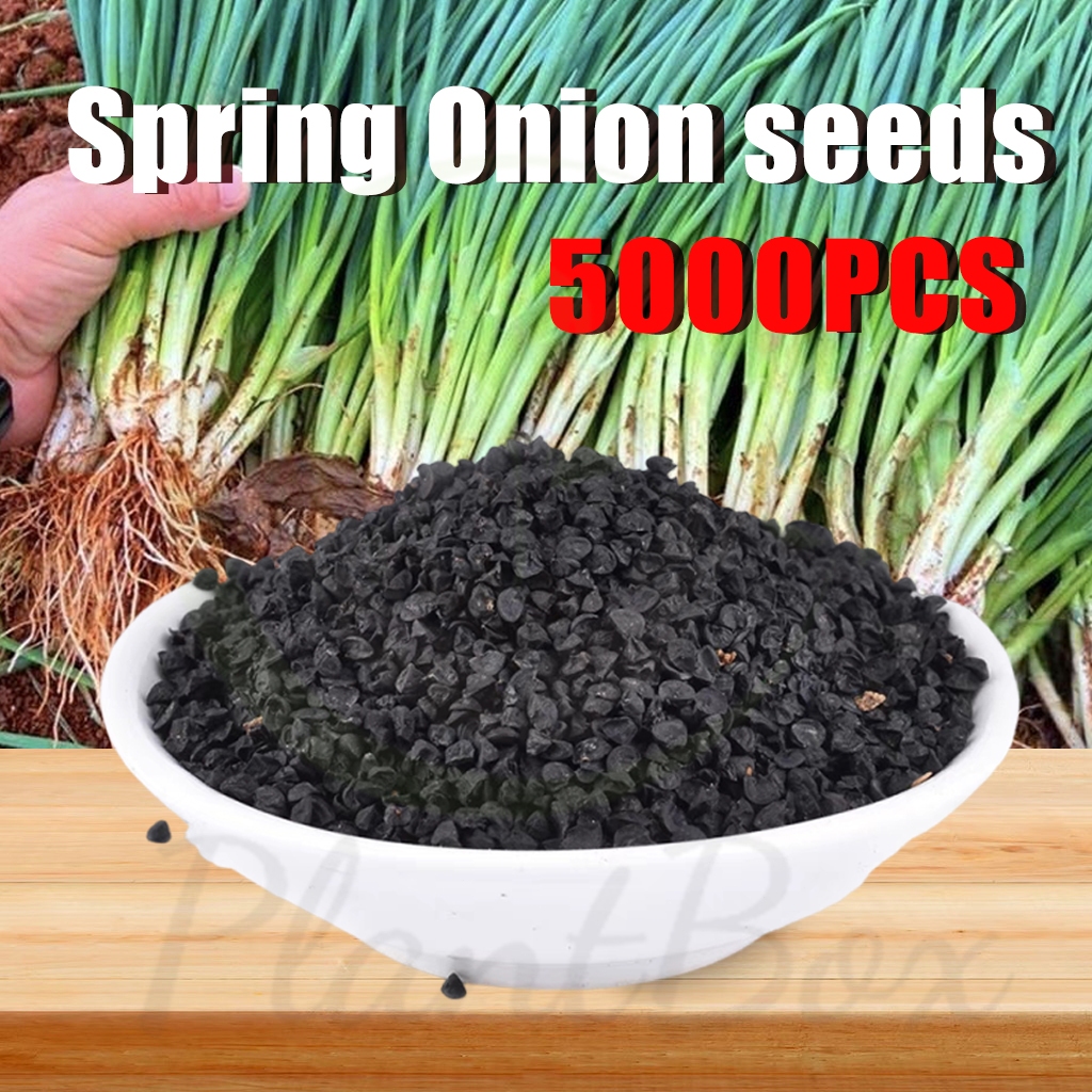 Onion Spring Onion seeds Vegetable Seeds High Germination Scallion ...