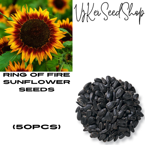 Sunflower "Ring of Fire" Seeds (50pcs) | Shopee Philippines