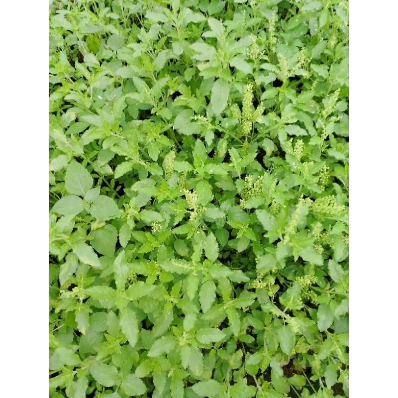 Herbs seeds rooted Holy Basil in poly bag | Shopee Philippines