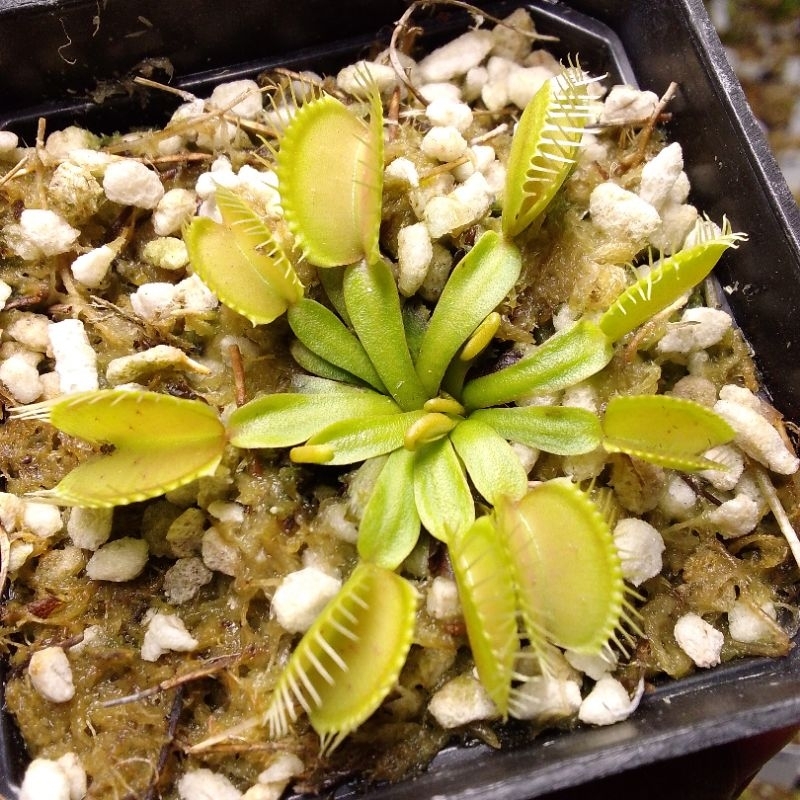 GREEN MAMMOTH Venus Flytrap (potted/carnivorousplant/ seeds) | Shopee Philippines