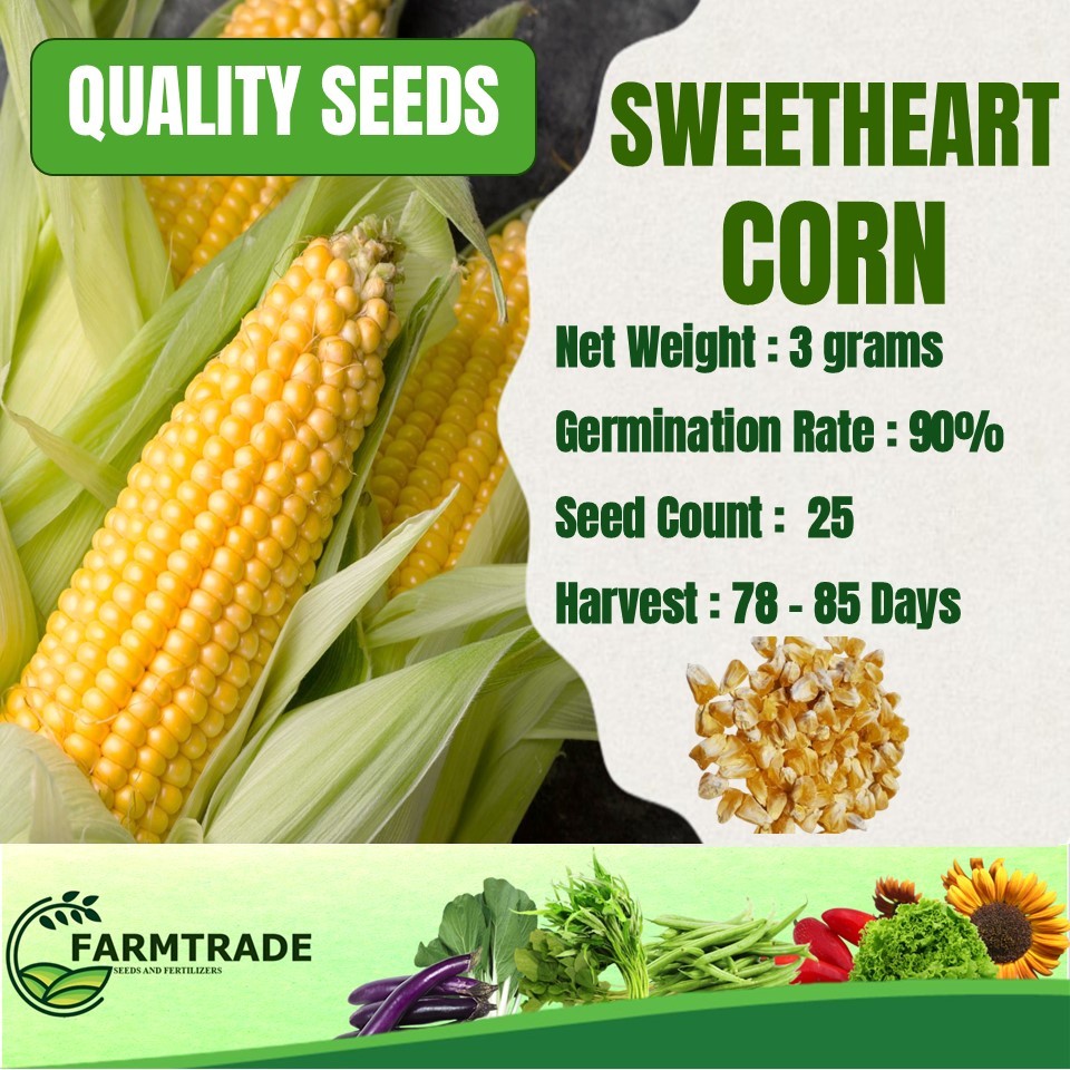 HYBRID CORN SWEETHEART CORN/SEEDS/-(25 SEEDS) | Shopee Philippines