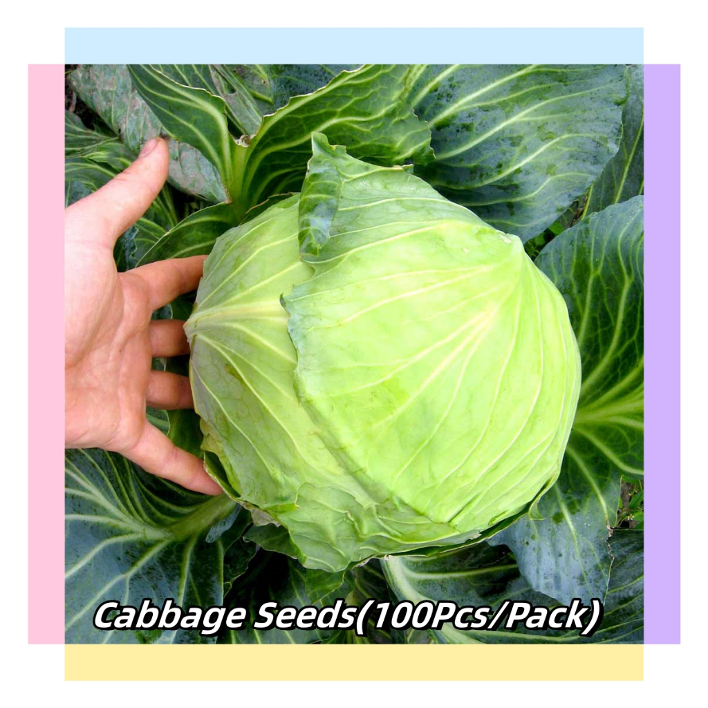 Cabbage Seeds(100Pcs/Pack) /Vegetable Seeds/High Yield/Easy To Grow ...
